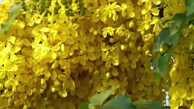 Tree Cluster Stock Footage: Royalty-Free Video Clips - Storyblocks