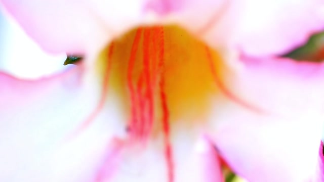 Detail Macro Stock Footage: Royalty-Free Video Clips - Storyblocks