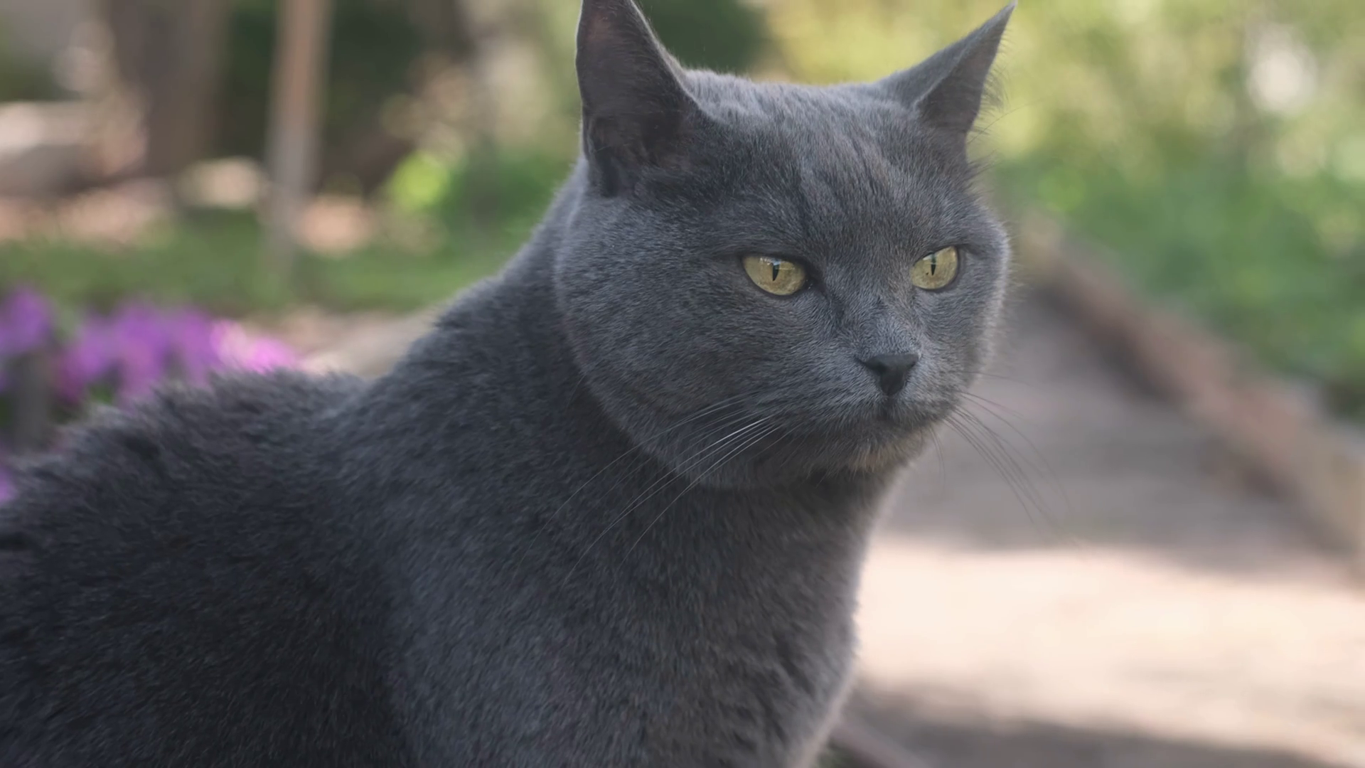 Portrait Of Domestic Chartreux Cat Walking Stock Footage SBV-347697828 ...