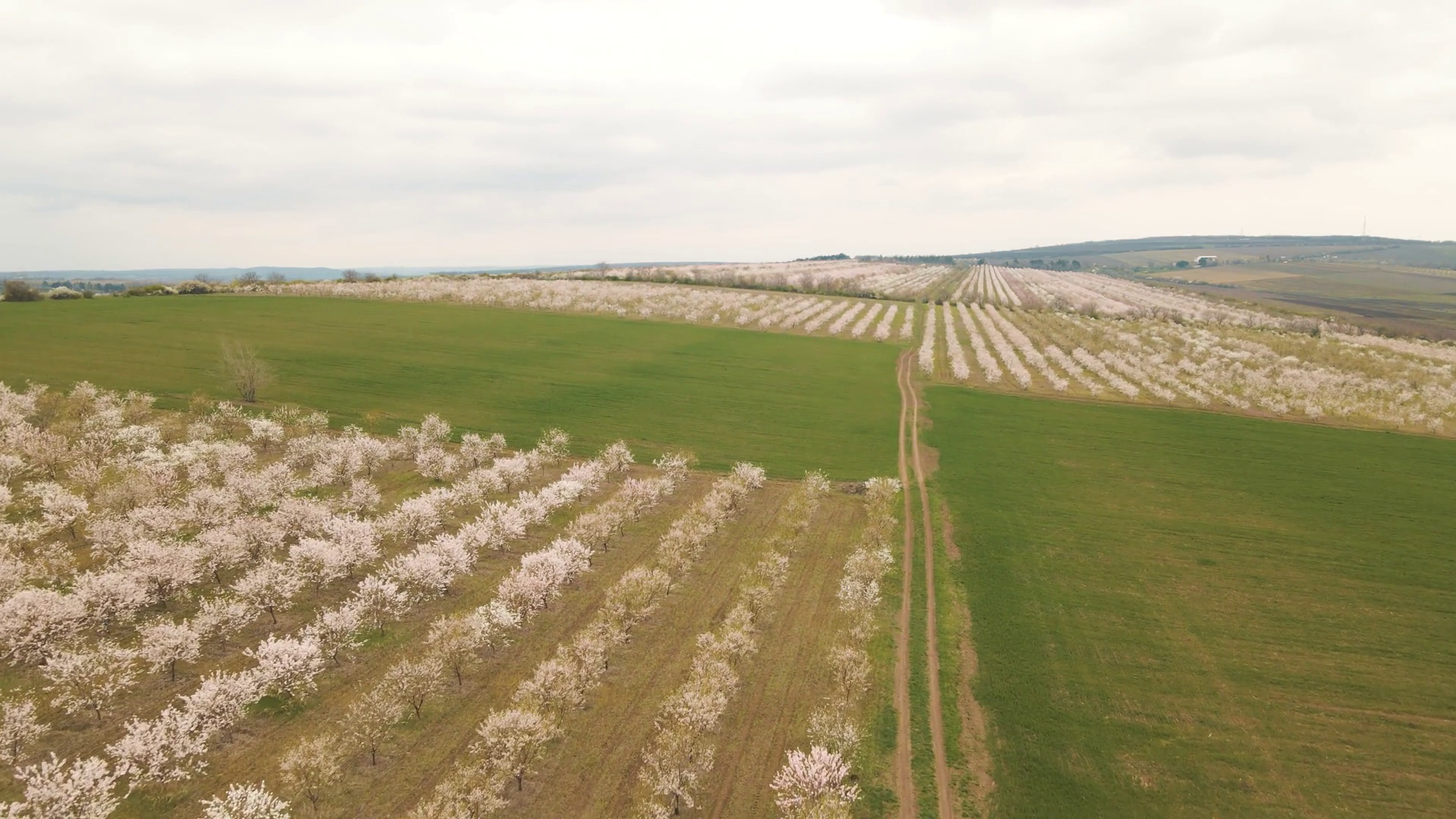 Aerial View Of Flowering Orchard In Spring Stock Footage SBV-352380855 ...
