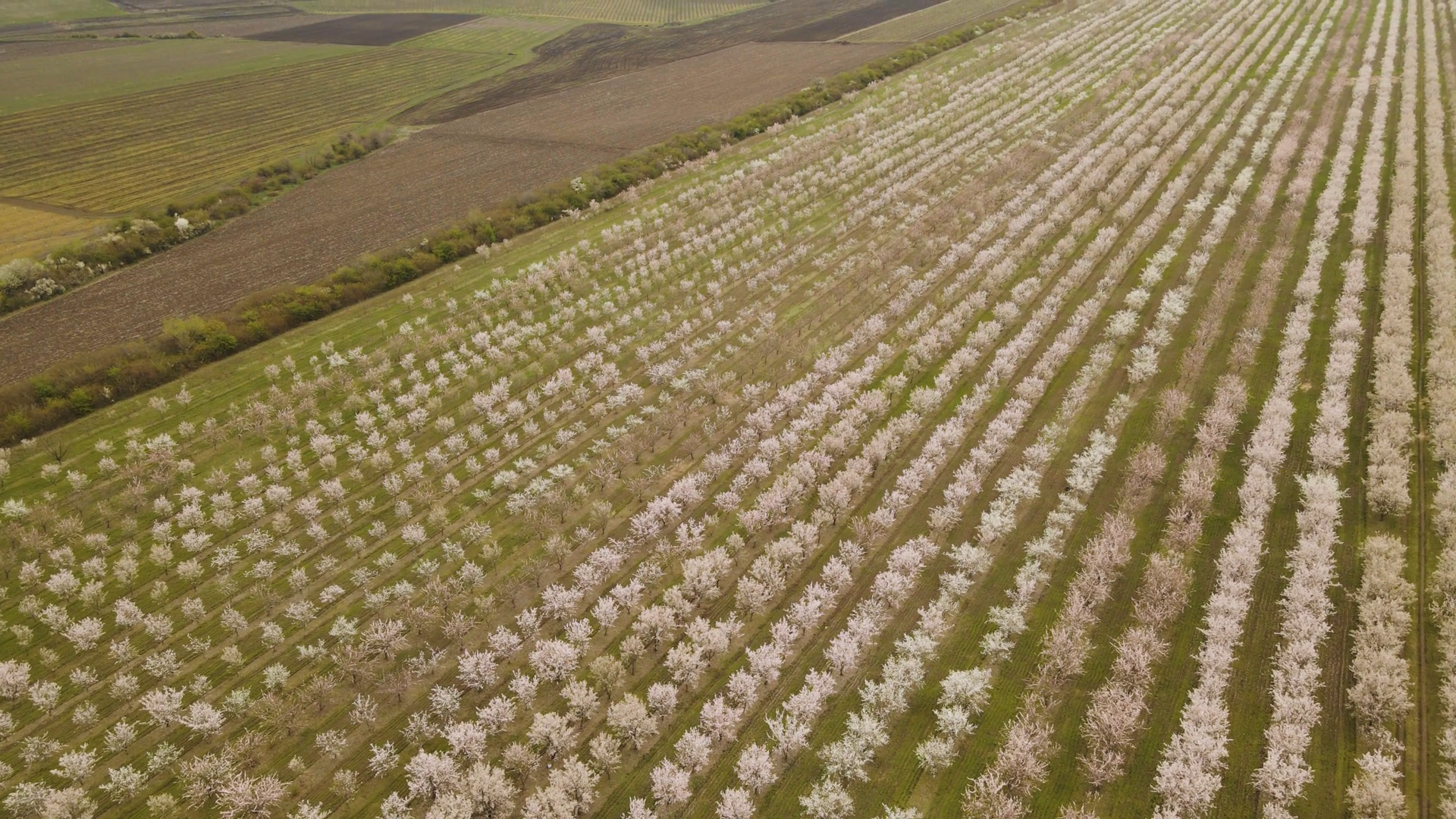 Aerial View Of Orchard Flowering In Spring Stock Footage SBV-352383586 ...