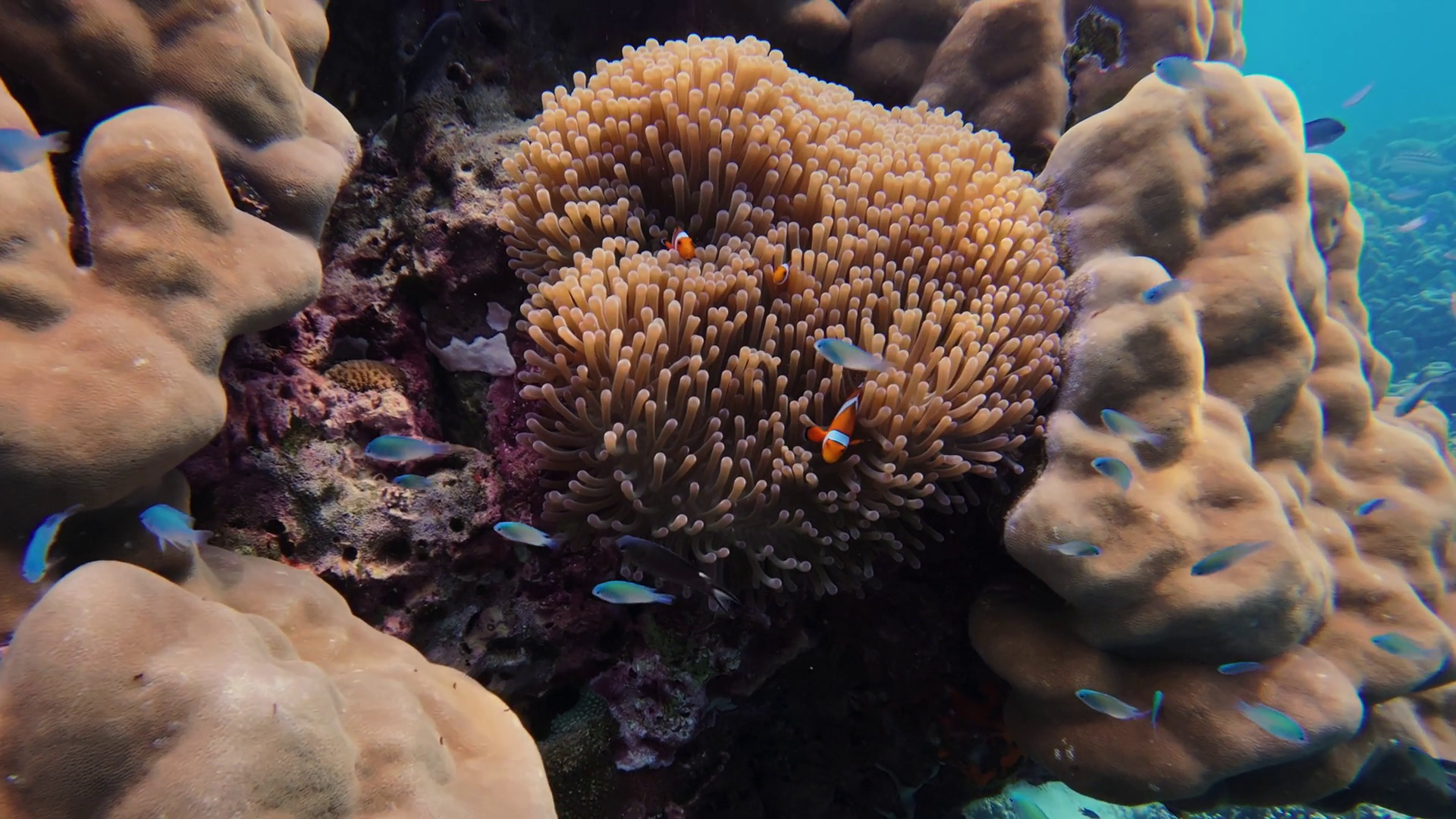 Magnificent Sea Anemone With Vibrant Orange Stock Footage SBV-352114072 ...