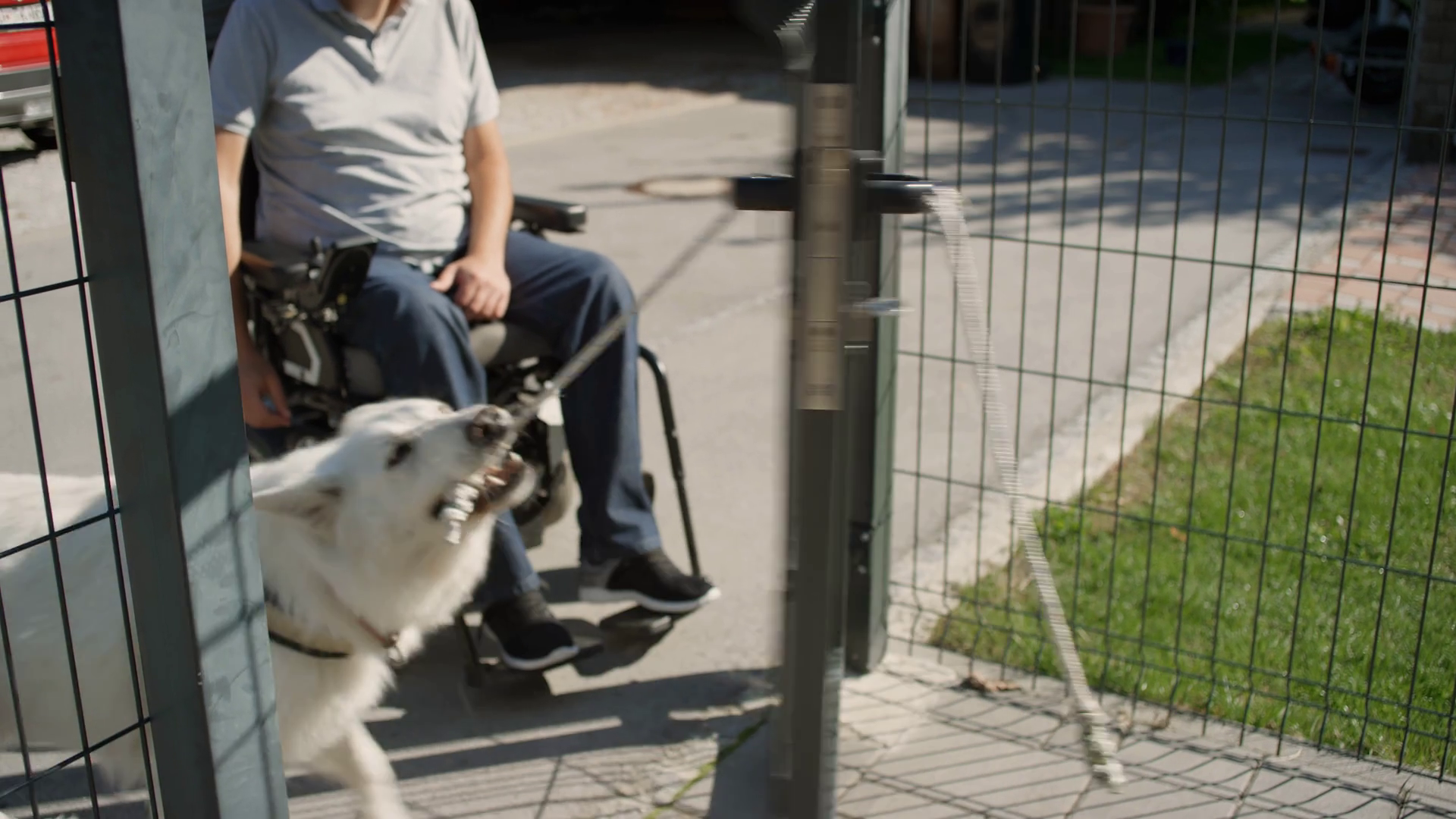 Trained Service Dog Responding To Commands Stock Footage SBV-352641147 ...