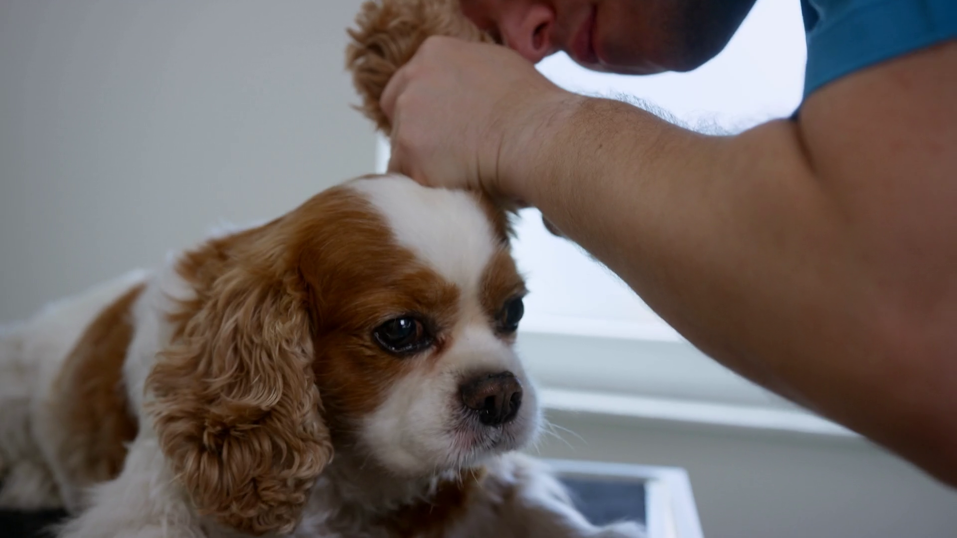 Veterinary Doctor Performing Dog Ears Exam Stock Footage SBV-351864348 ...