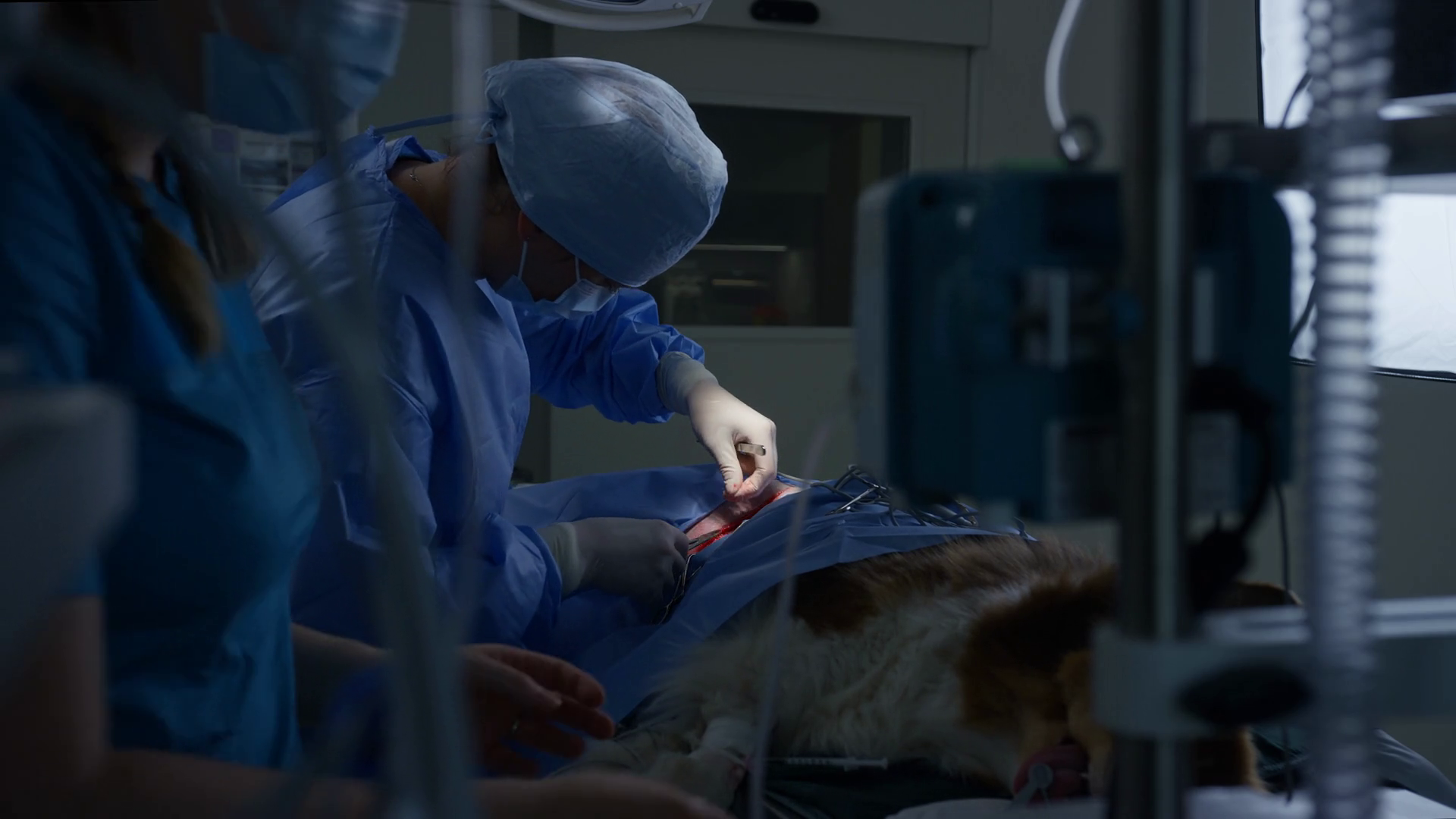 Veterinary Team During Operation On Dog Stock Footage SBV-351864351 ...
