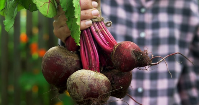 Beet Video Stock Footage: Royalty-Free Video Clips - Storyblocks