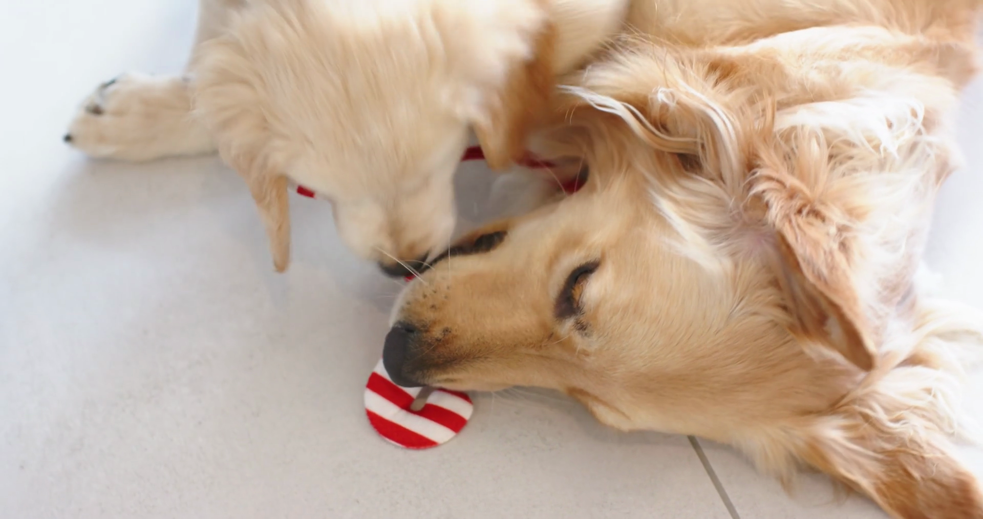Puppy Is Nudging Heart-shaped Toy From Stock Footage SBV-352964144 ...