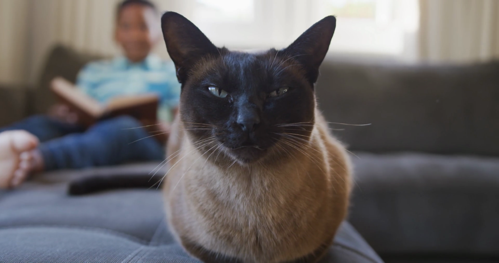 Happy Siamese Cat Sitting On Sofa With Stock Footage SBV-348446435 ...