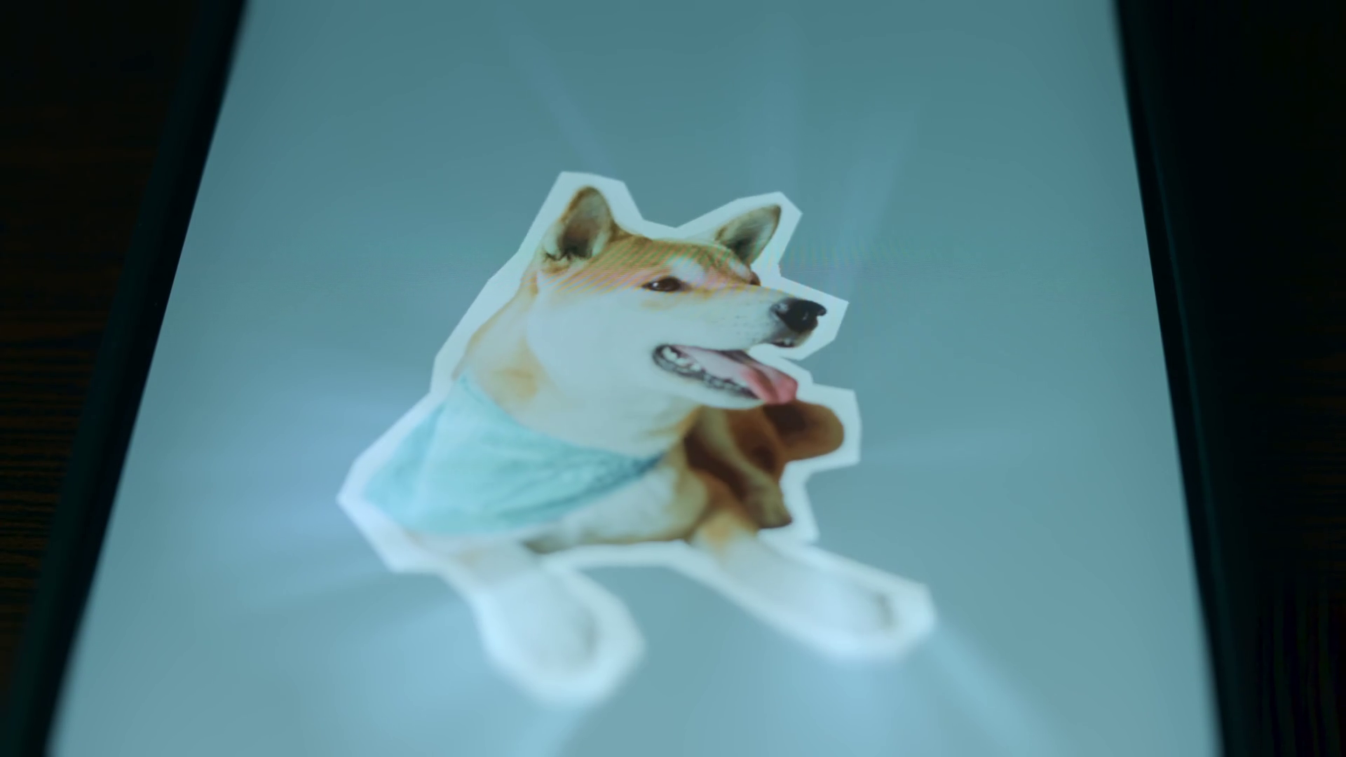 Shiba Inu Dog Realistic Presentation Stock Footage SBV-352218361 ...