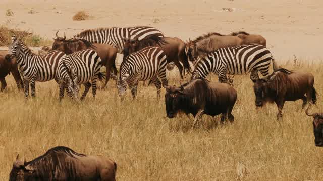 Wildlife Stock Stock Footage: Royalty-Free Video Clips - Storyblocks