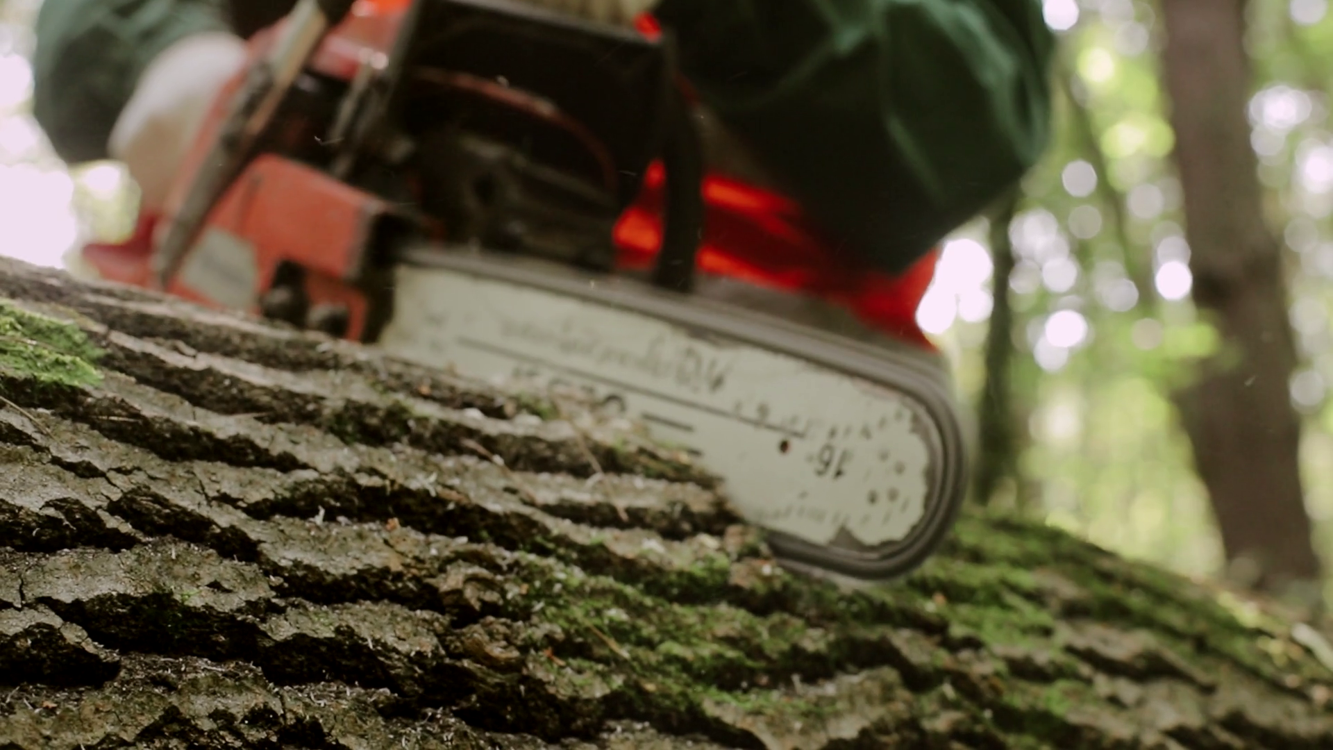 A Tree Is Cut Chainsaw Wound On Wood Stock Footage SBV-330841622 ...