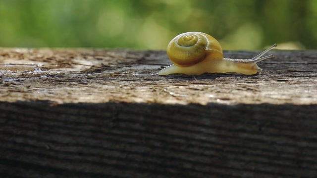 Snail Animation Stock Footage: Royalty-Free Video Clips - Storyblocks