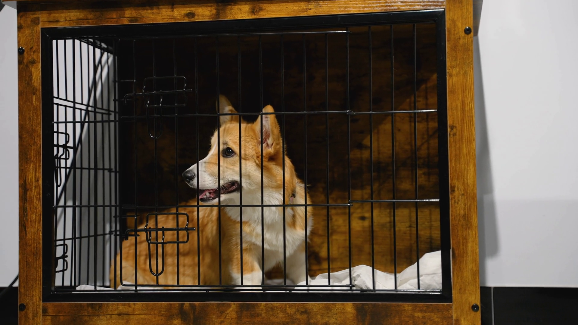 Corgi Relaxing In Crate At Veterinary Stock Footage SBV-351979628 ...