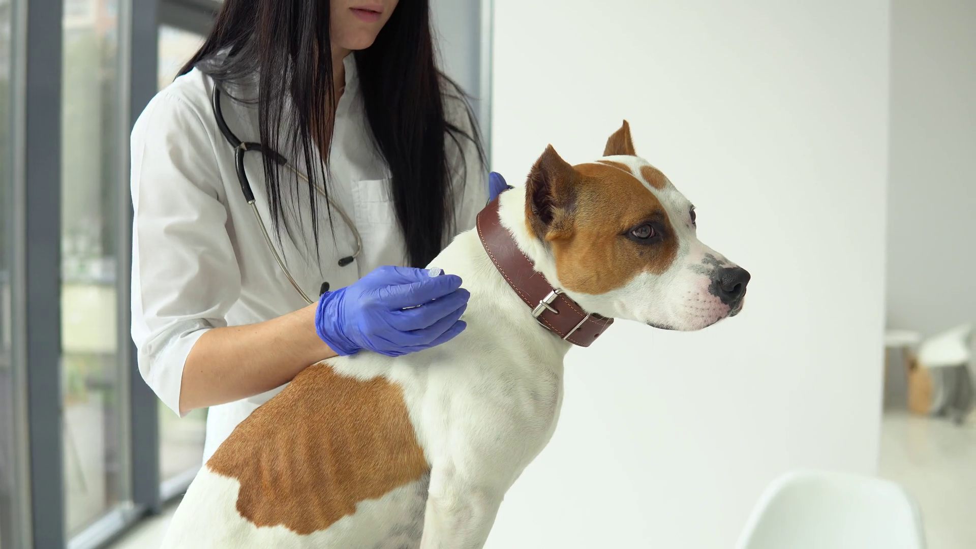 Vet Make Injection To Dog In Clinic Pet Care Stock Footage SBV ...