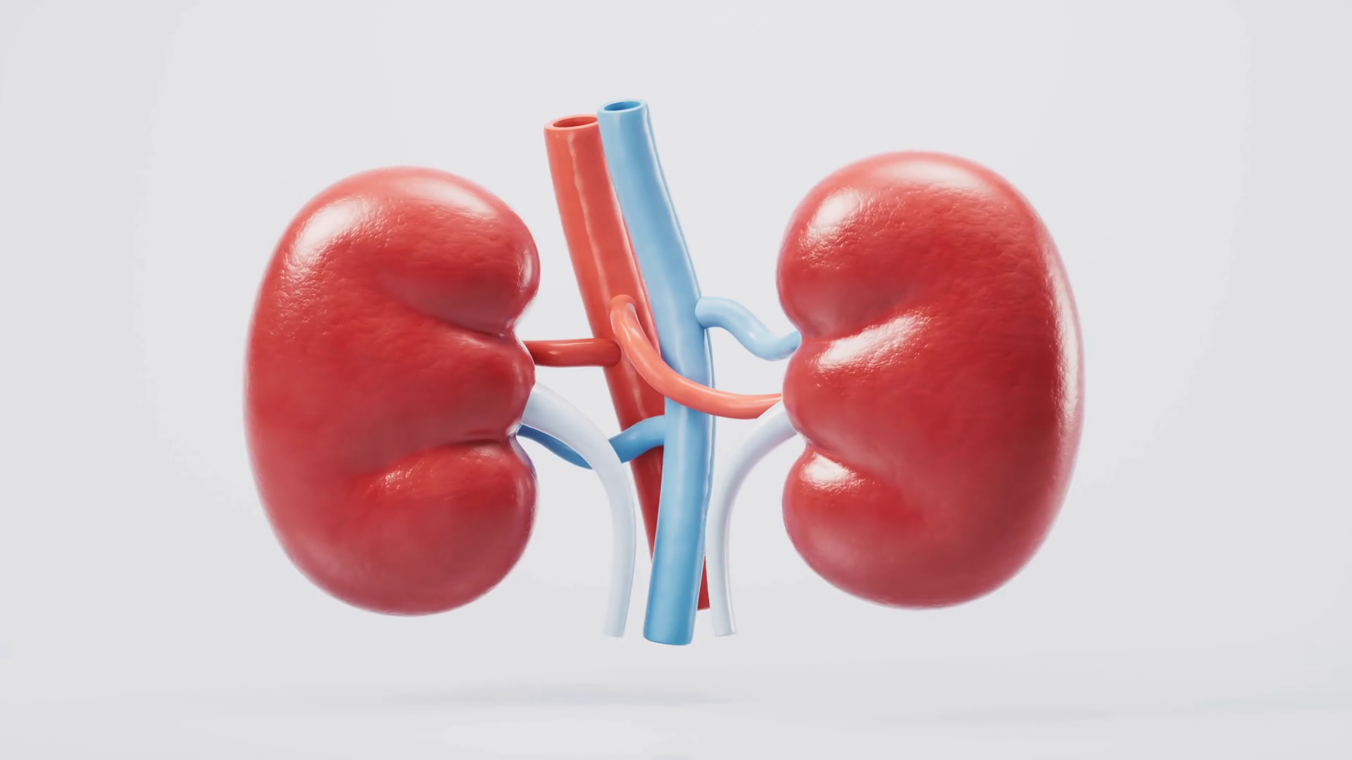 Loop Animation Of Kidney Health Care Concept Stock Motion Graphics SBV ...