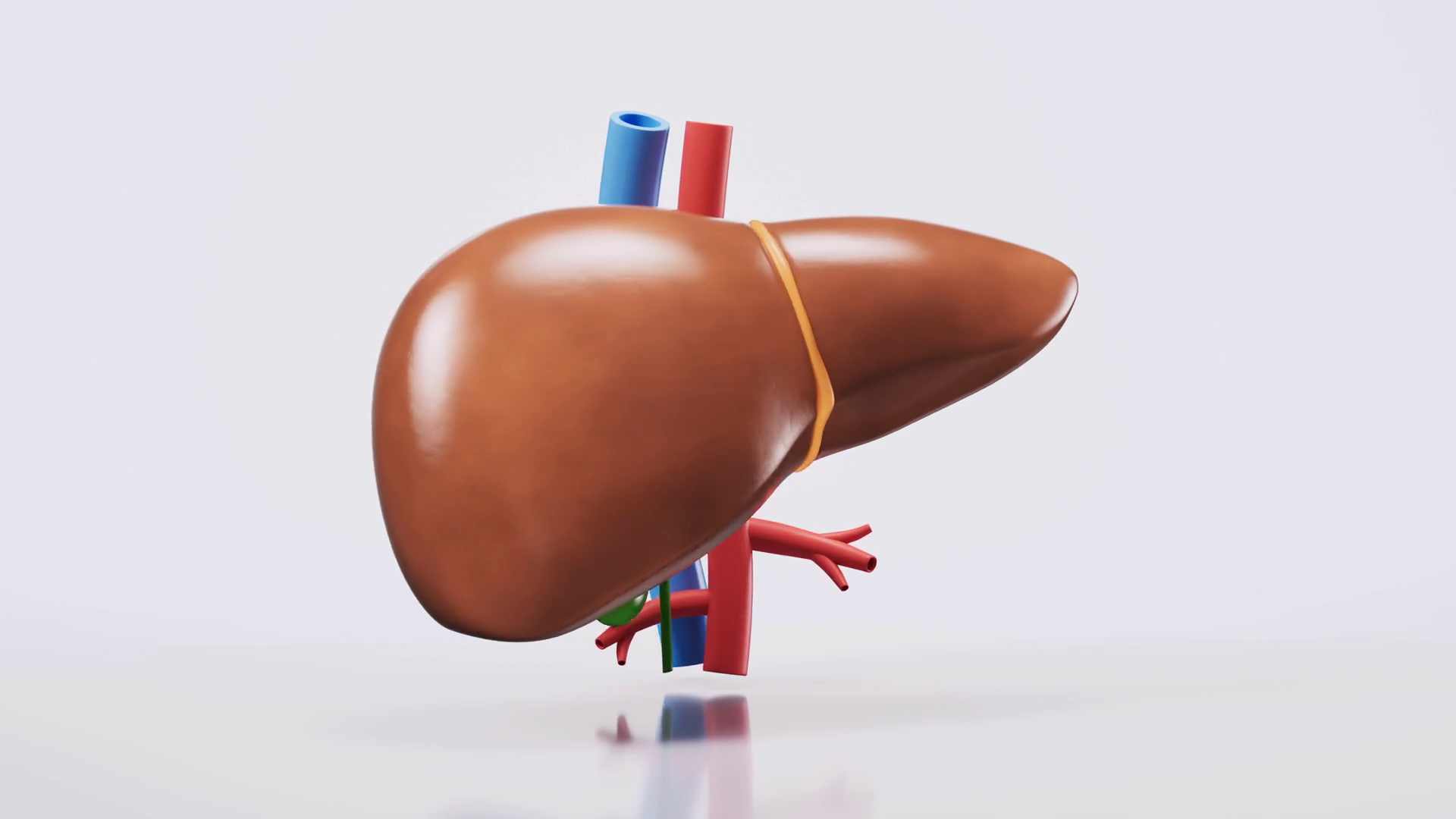 Loop Animation Of Liver Organ 3d Rendering Stock Motion Graphics SBV ...