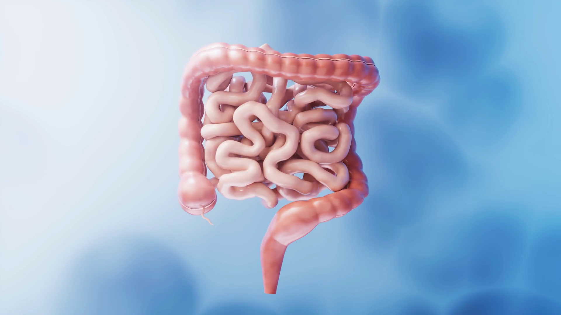 Intestinal Tract With Digestive Health Stock Motion Graphics SBV ...