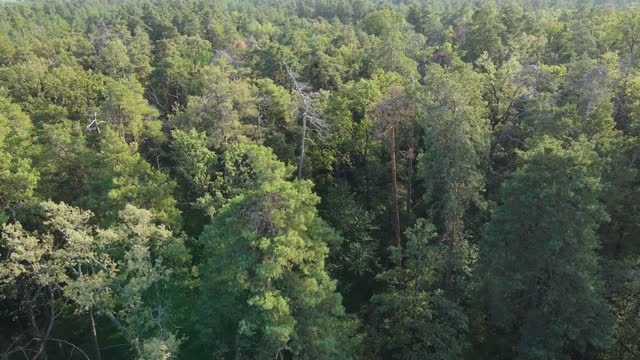 Forest Nature Video Stock Footage: Royalty-Free Video Clips - Storyblocks