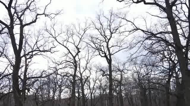 Swaying Trees Stock Footage: Royalty-Free Video Clips - Storyblocks