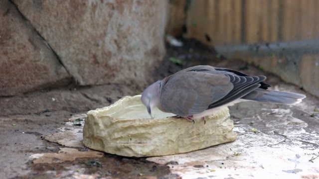 Bird Hunted Food Stock Footage: Royalty-Free Video Clips - Storyblocks