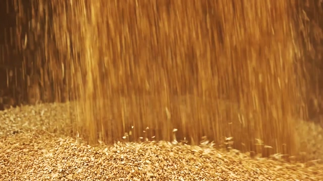 Wheat In Rain Stock Footage: Royalty-Free Video Clips - Storyblocks