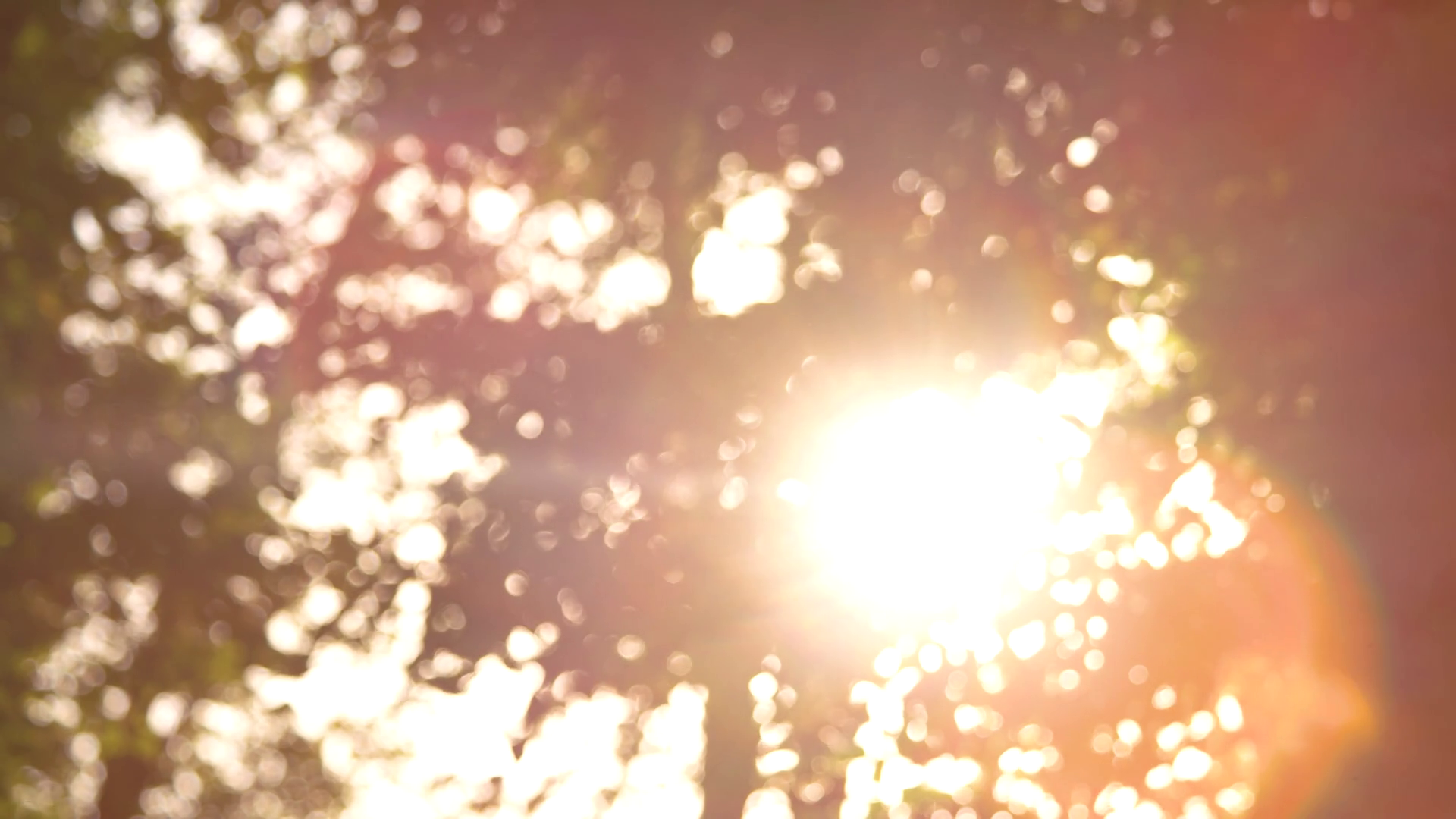 Blurred Foliage Sun Blurry Tree Leaves Light Stock Footage SBV ...