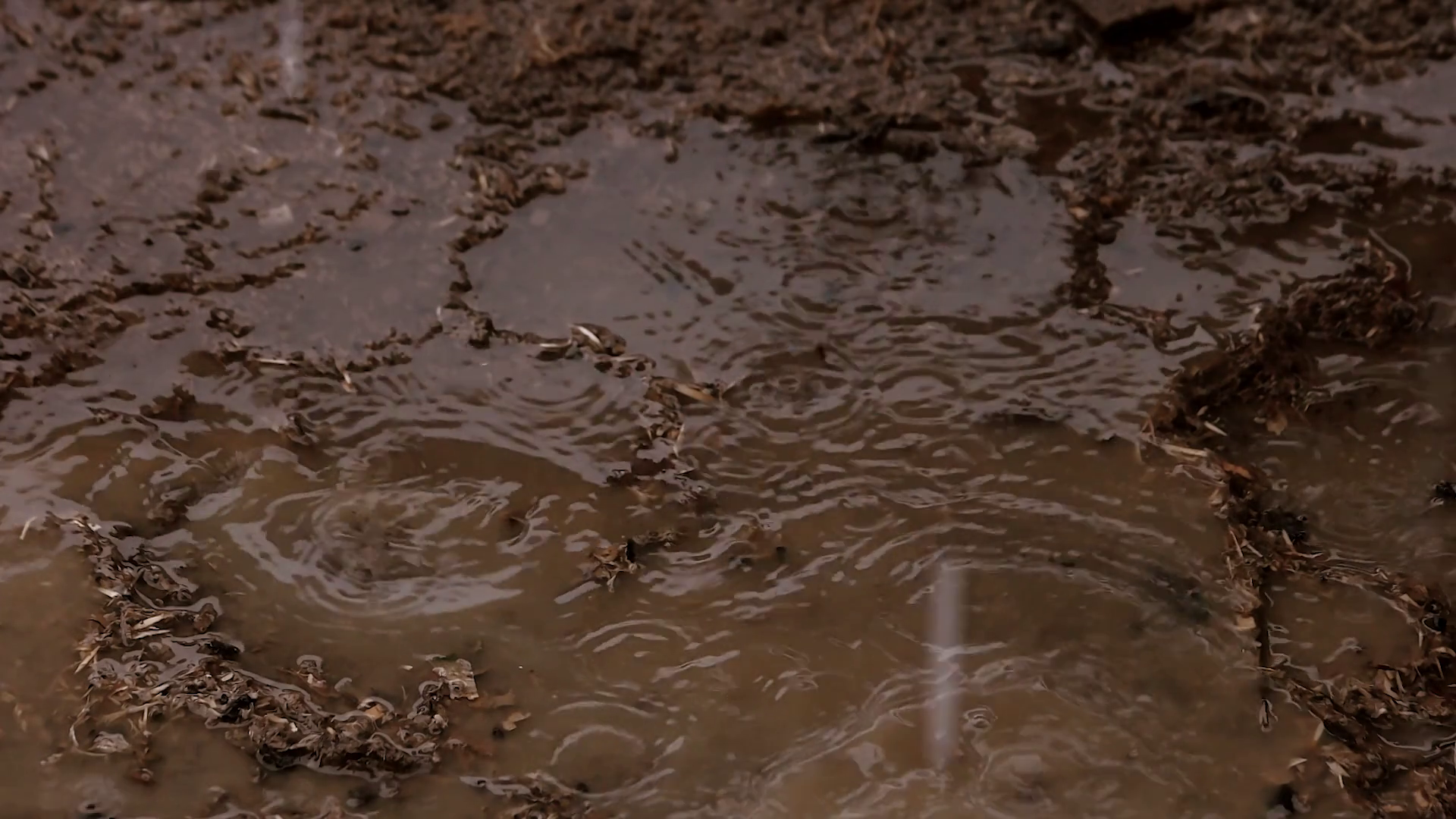 Raindrops Falling On The Ground