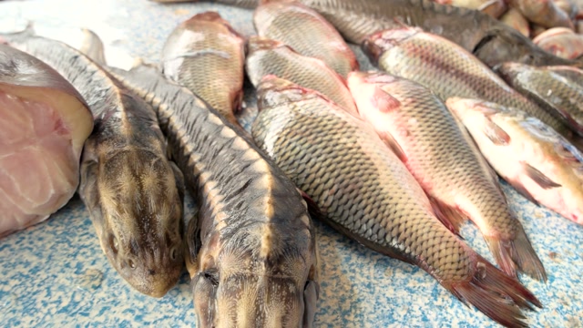 Fish Stock Footage: Royalty-Free Video Clips - Storyblocks