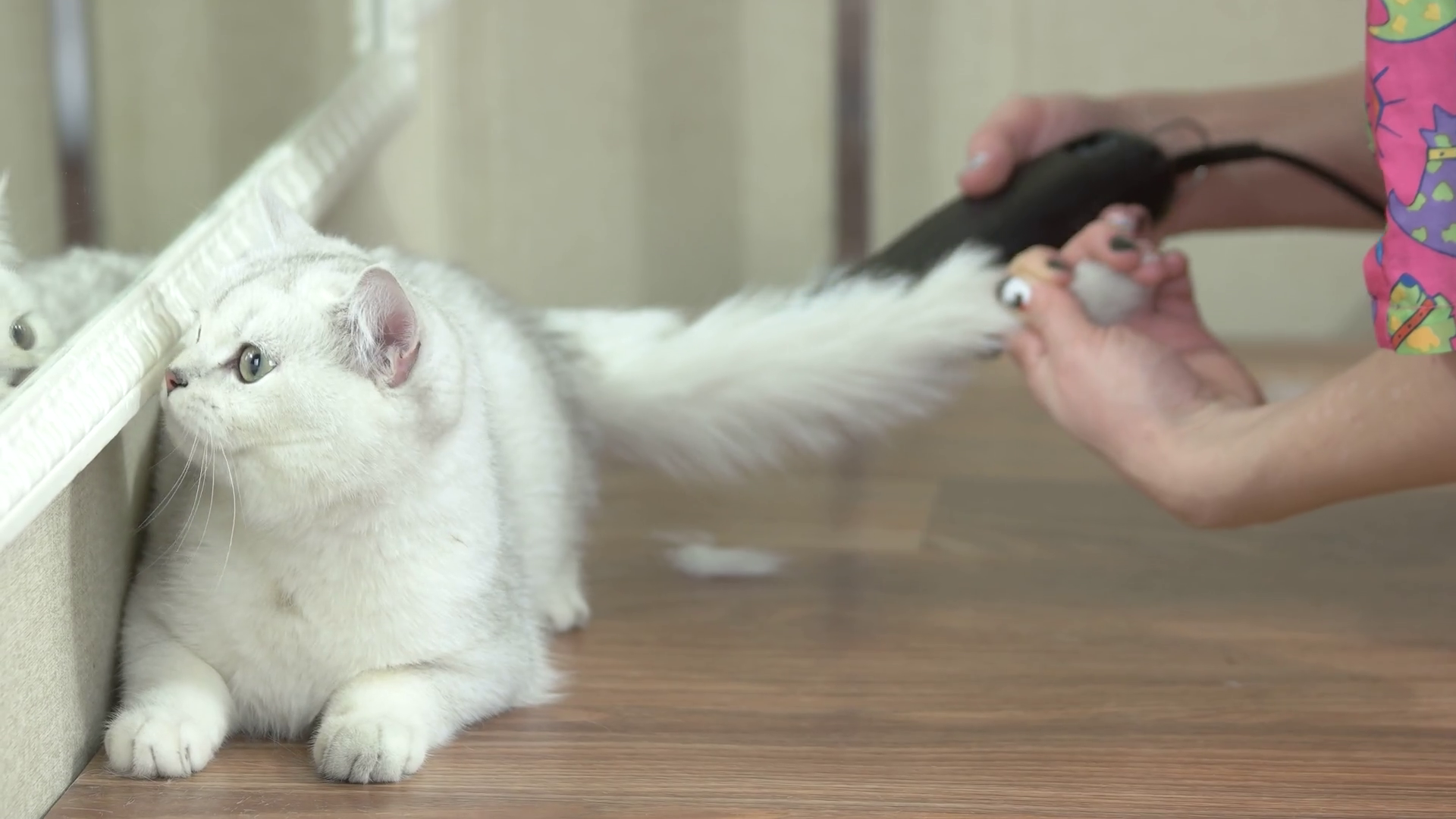 Cute Cat Getting Haircut British Shorthair Stock Footage SBV-316711000 ...