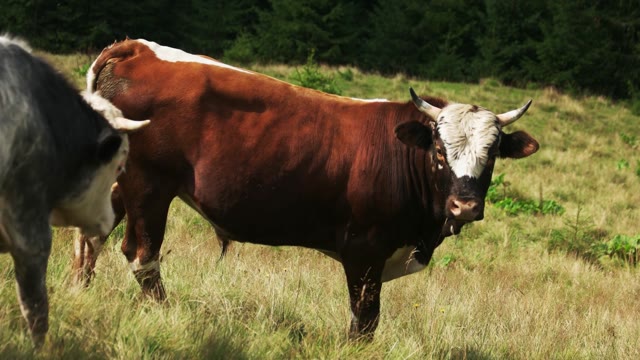 Bulls | Animals stock footage - Storyblocks