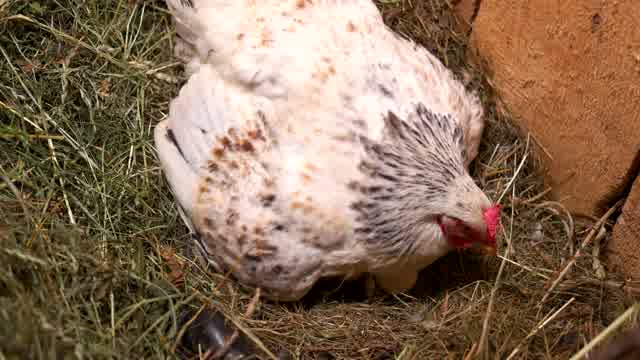 Deeing Thorugh Egal Eye Stock Footage: Royalty-Free Video Clips ...