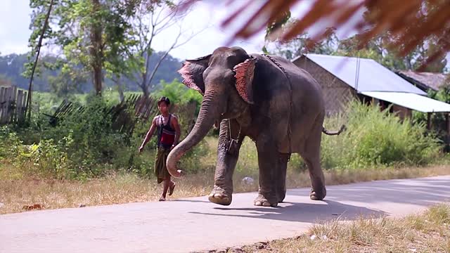 Elephant Walking Stock Footage: Royalty-Free Video Clips - Storyblocks