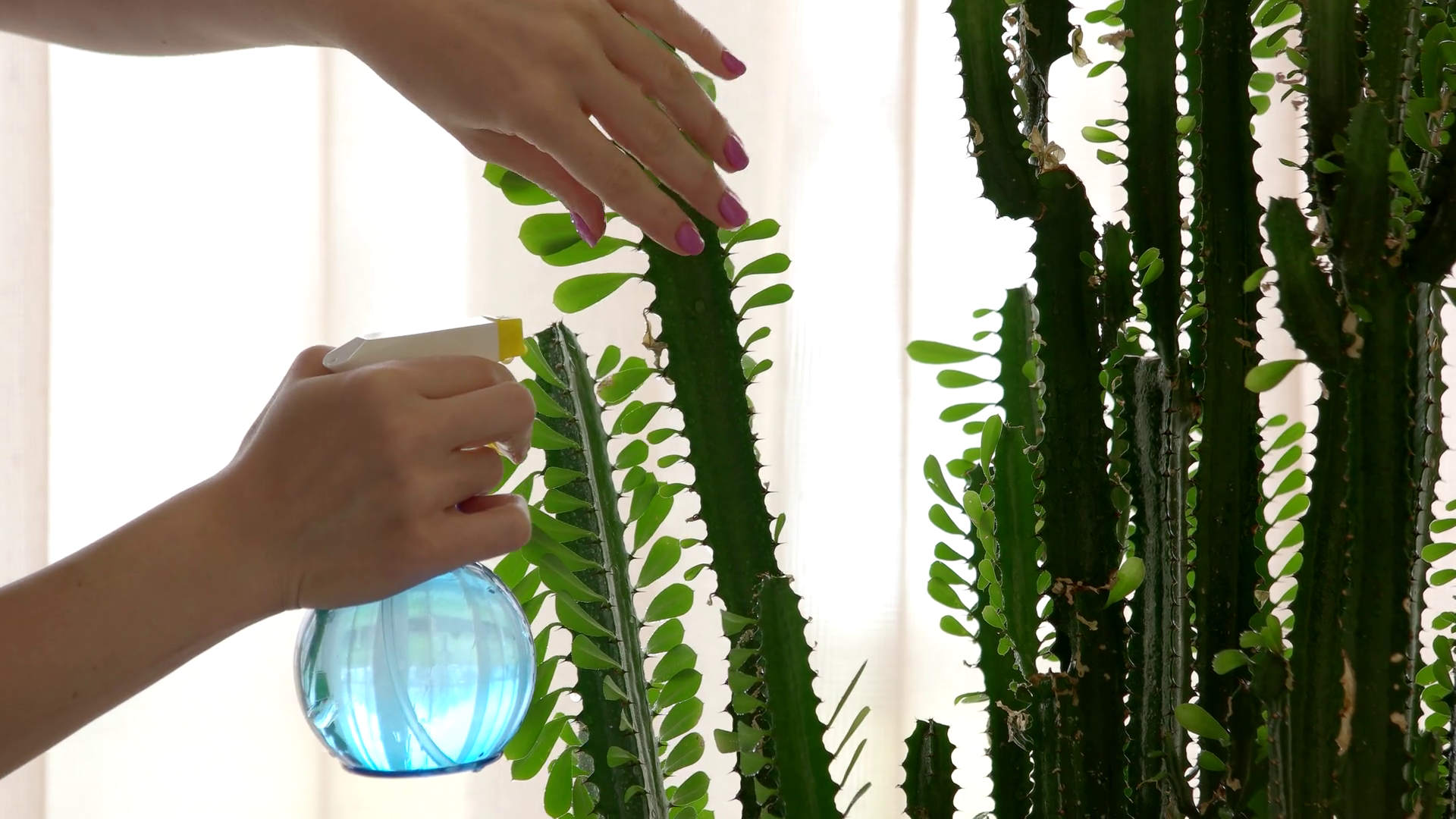 Female hand water spraying cactus. Green plant indoor. Guide to ...