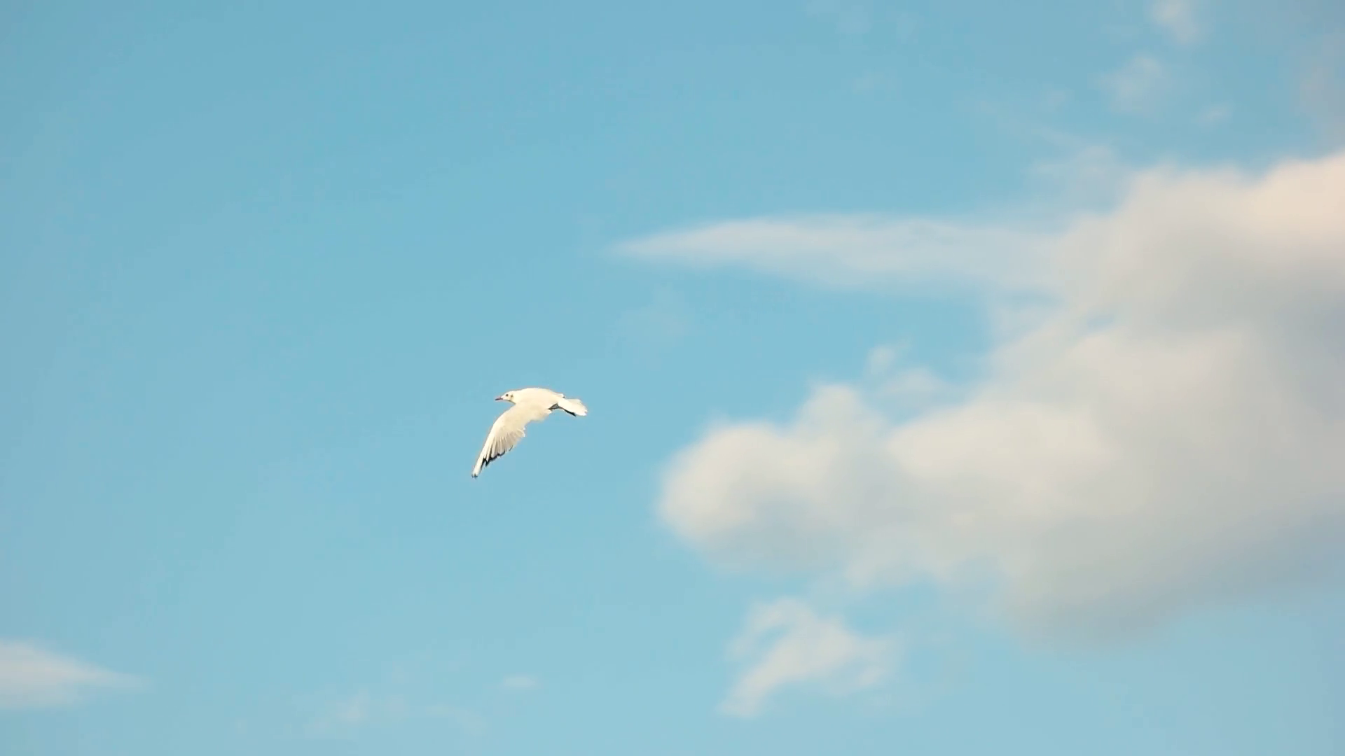 Flight Of Seagull Slow Motion Bird Blue Sky Stock Footage SBV-314651955 ...