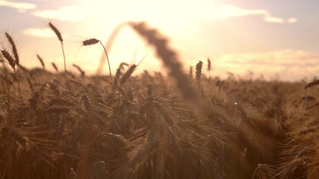 Grain Field Stock Footage: Royalty-Free Video Clips - Storyblocks