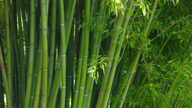 Bamboo Animation Stock Footage: Royalty-Free Video Clips - Storyblocks