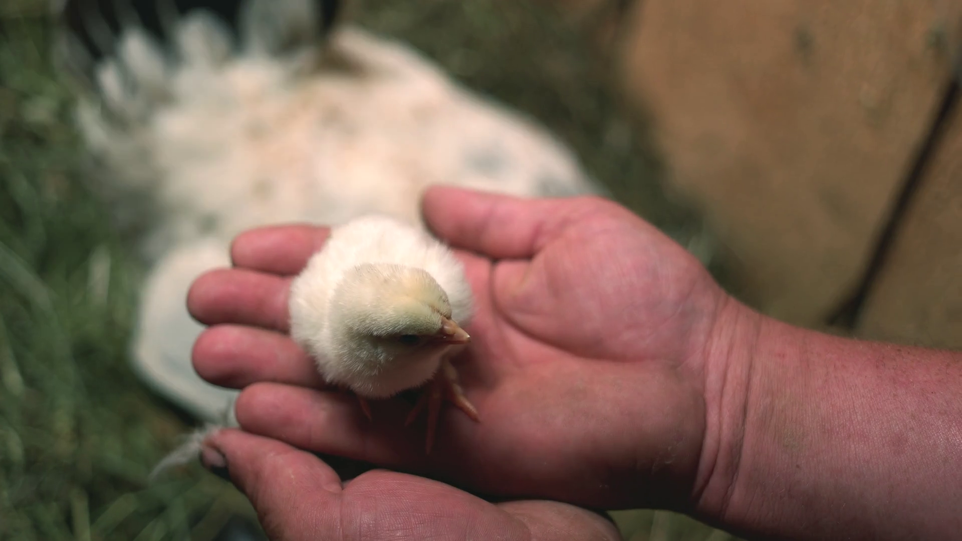 Hand Holding Baby Chick Newborn Chick In Stock Footage SBV-337778109 ...