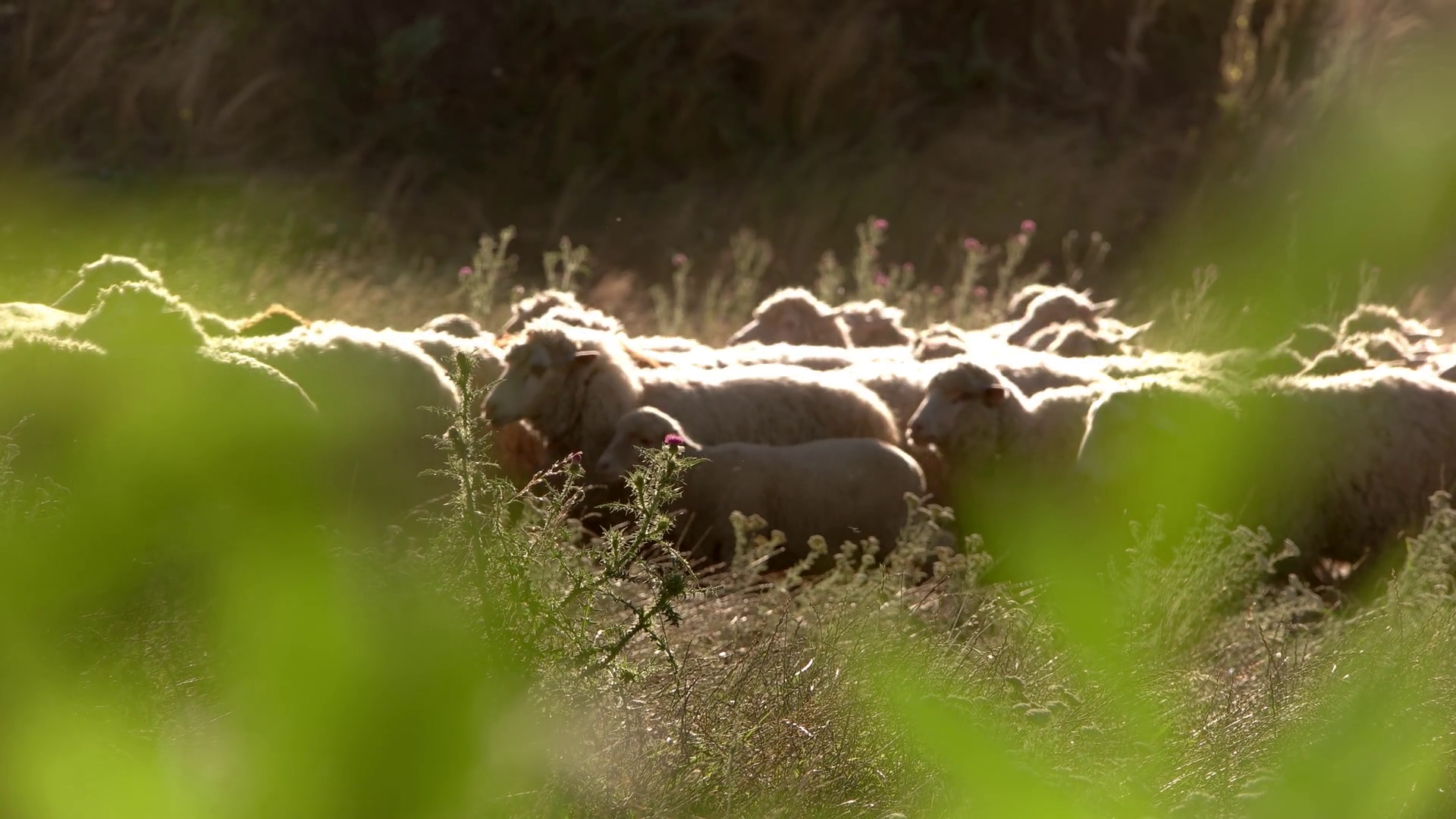 Herd Of Sheep Is Moving Animals Under Stock Footage SBV-314712071 ...