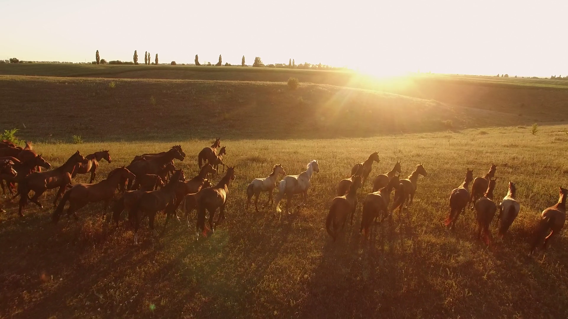 Horses Are Running Aerial View Of Horse Stock Footage SBV-314707712 ...