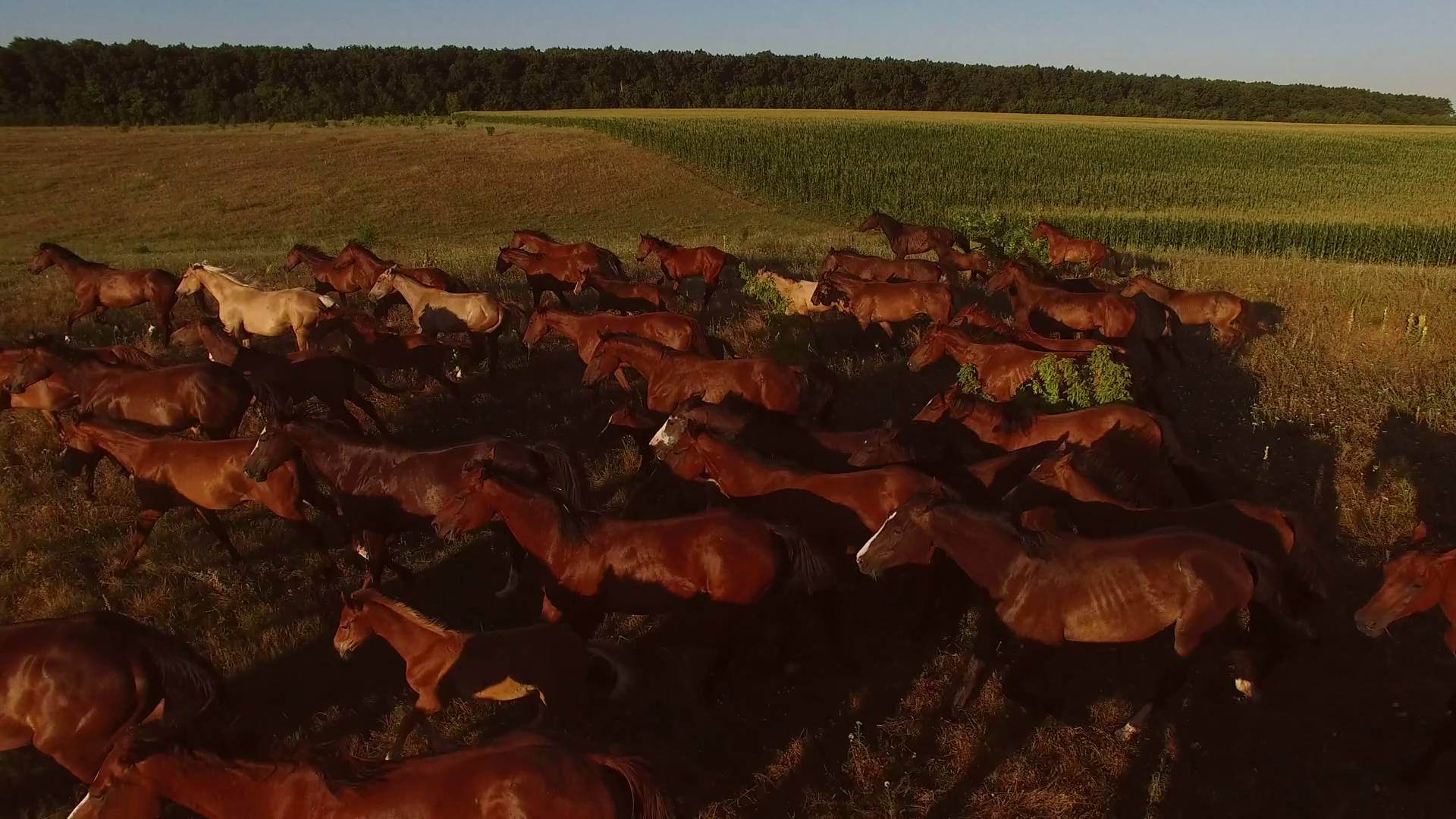 Horses Galloping On Meadow Large Group Of Stock Footage SBV-314708024 ...