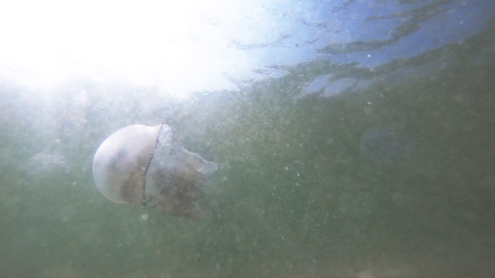 Jellyfish Floating Under Water Near Shore Stock Footage SBV-336850094 ...