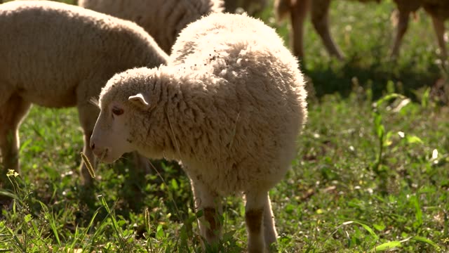 Farm Animals Stock Footage: Royalty-Free Video Clips - Storyblocks
