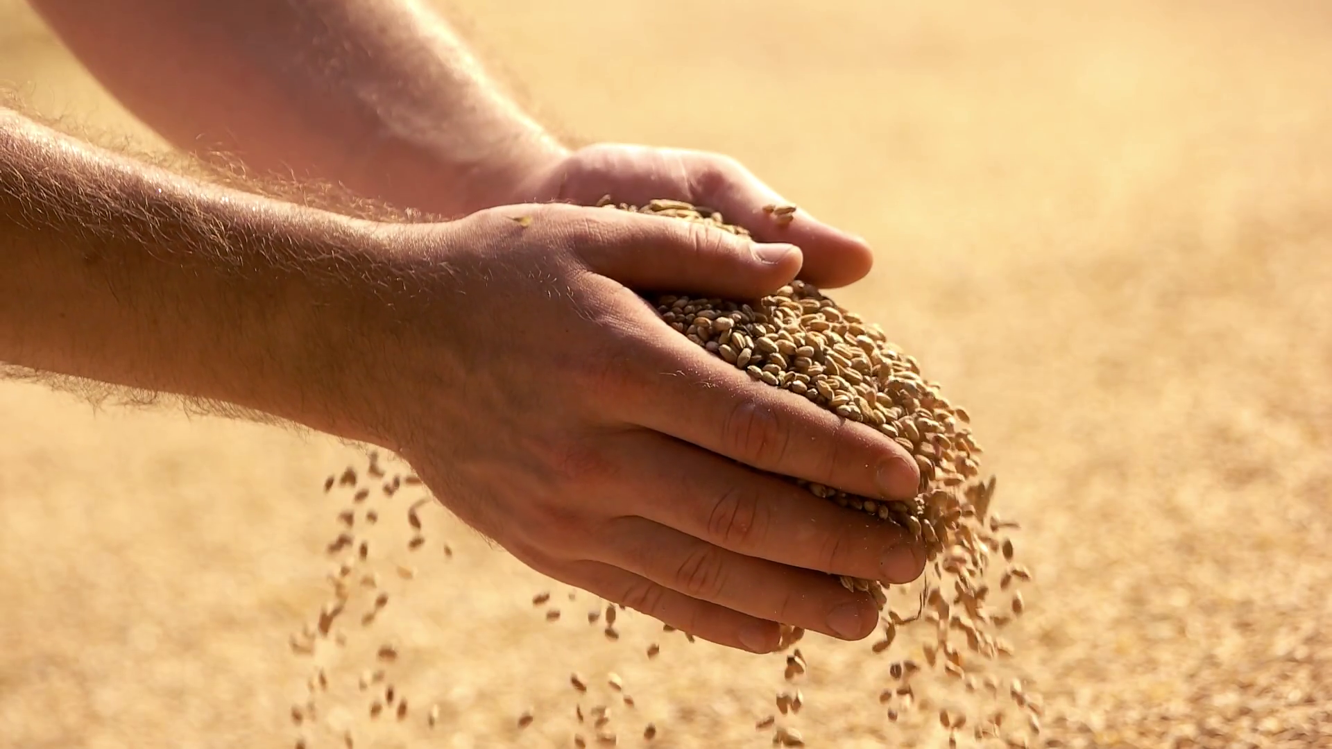 Male Farmers Hand Grabbing Pouring Grains Stock Footage SBV-325561209 ...
