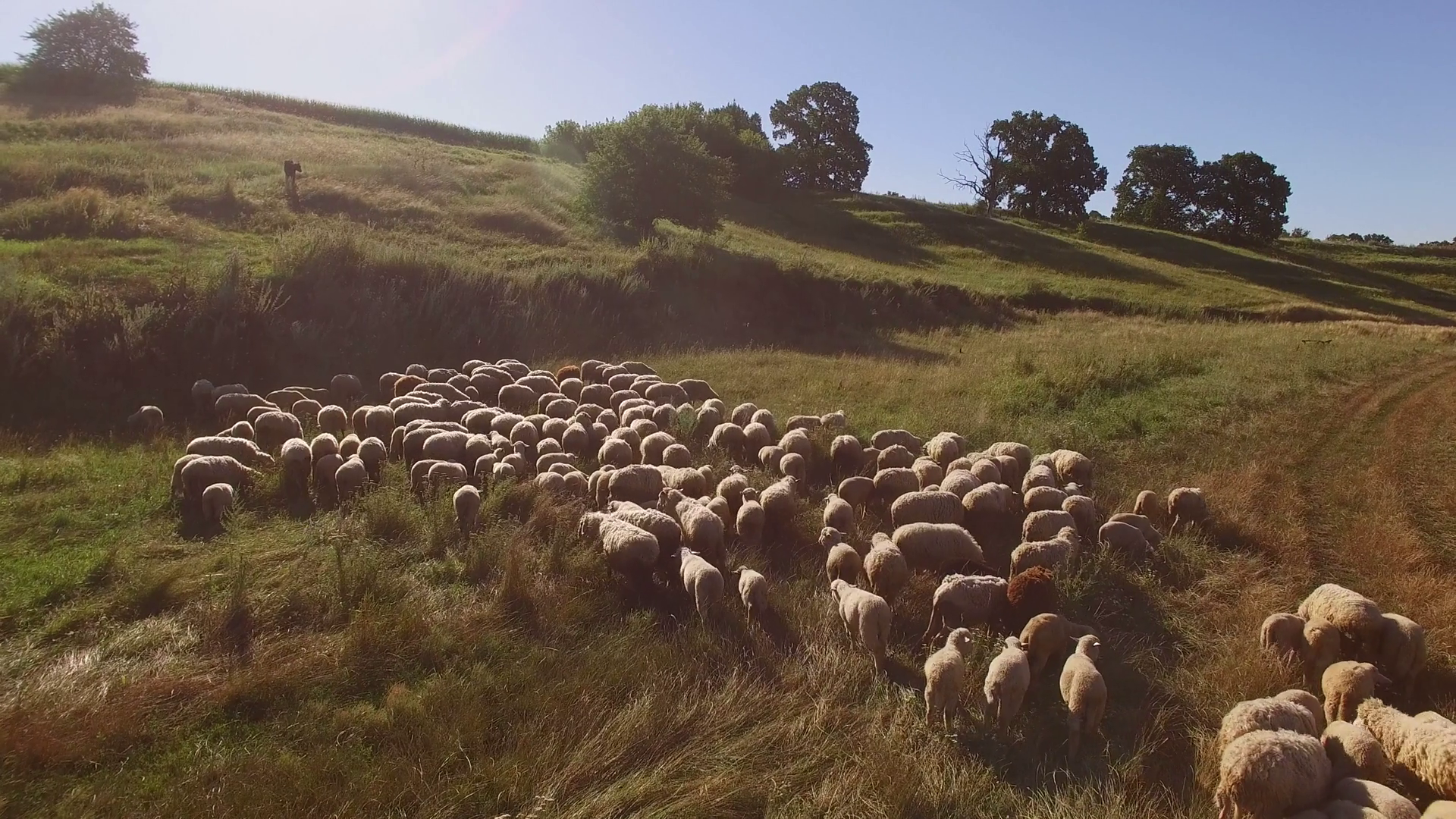 Man Sheep Flock Sheep Walking On Green Stock Footage SBV-314708392 ...