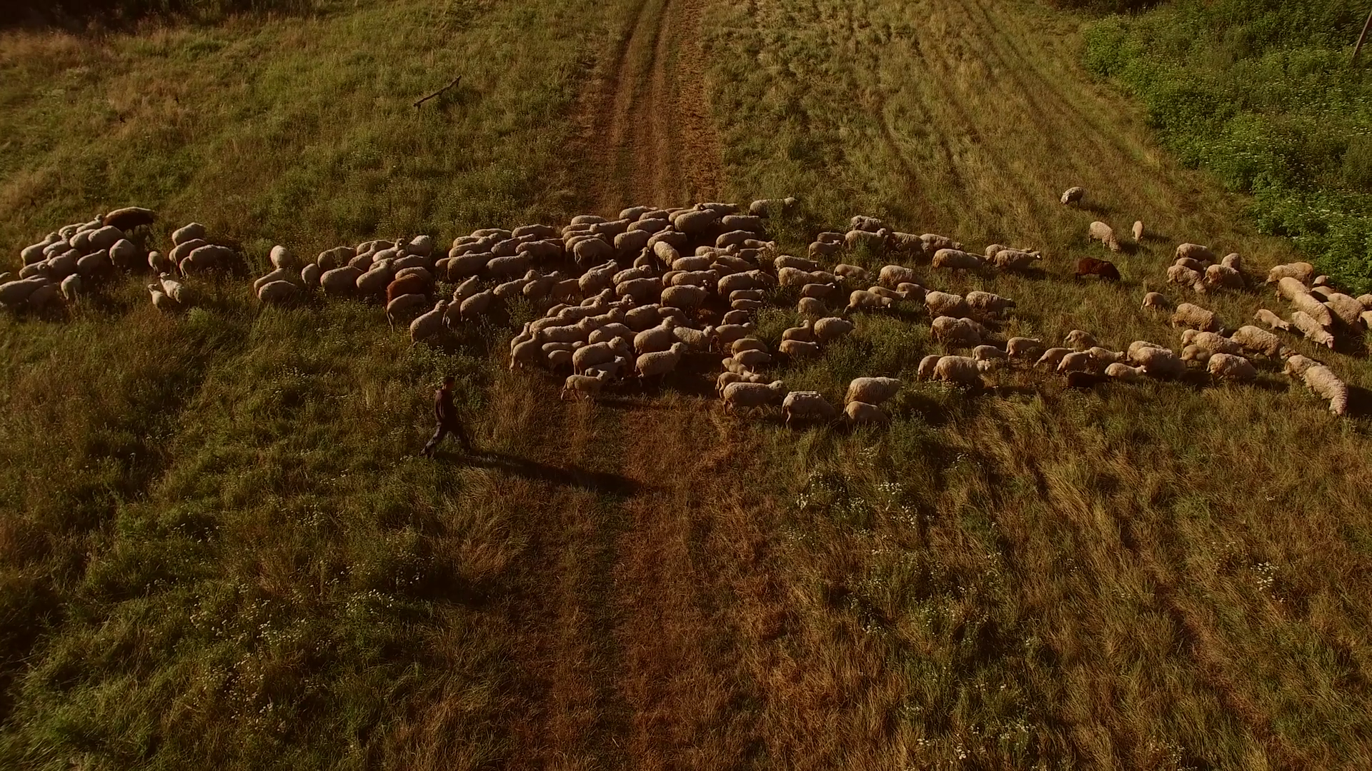 Man Walking Near Sheep Flock Aerial View Of Stock Footage SBV-314708174 ...