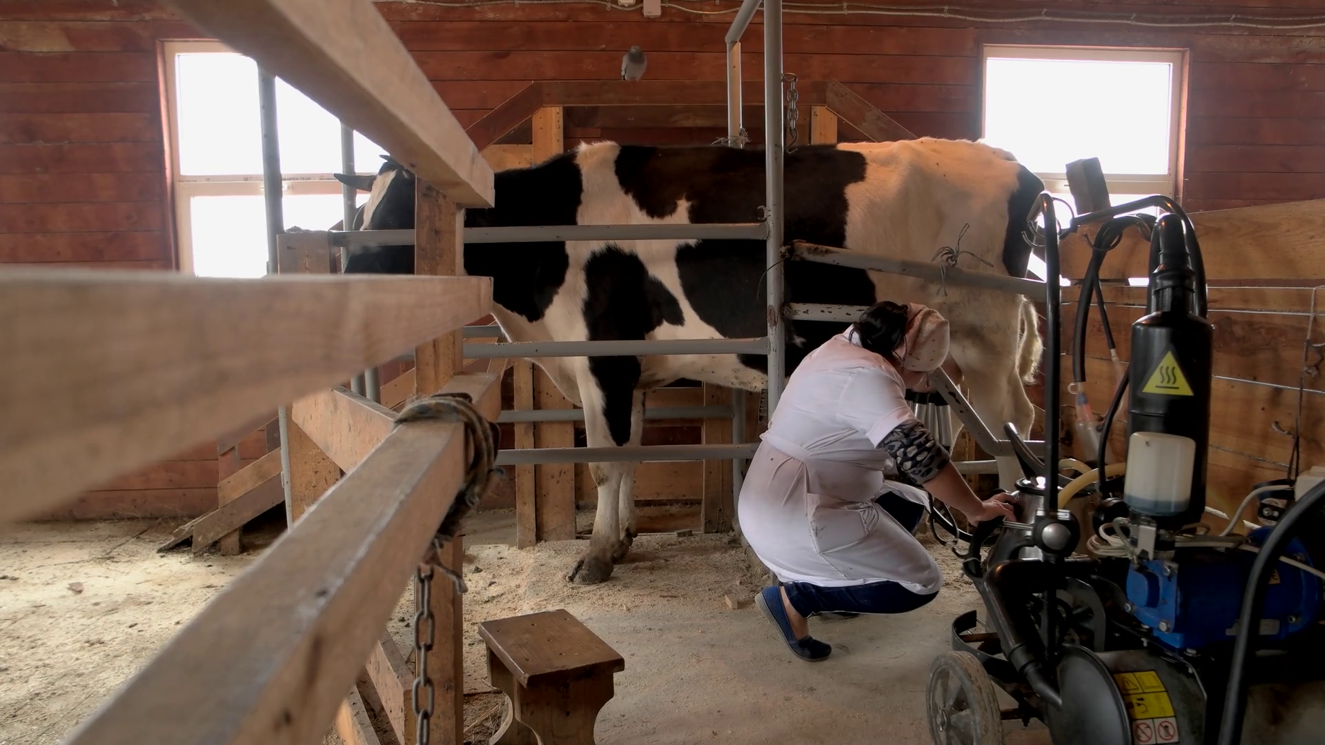 Milking Cow At Small Dairy Farm Modern Stock Footage SBV-331526487 ...