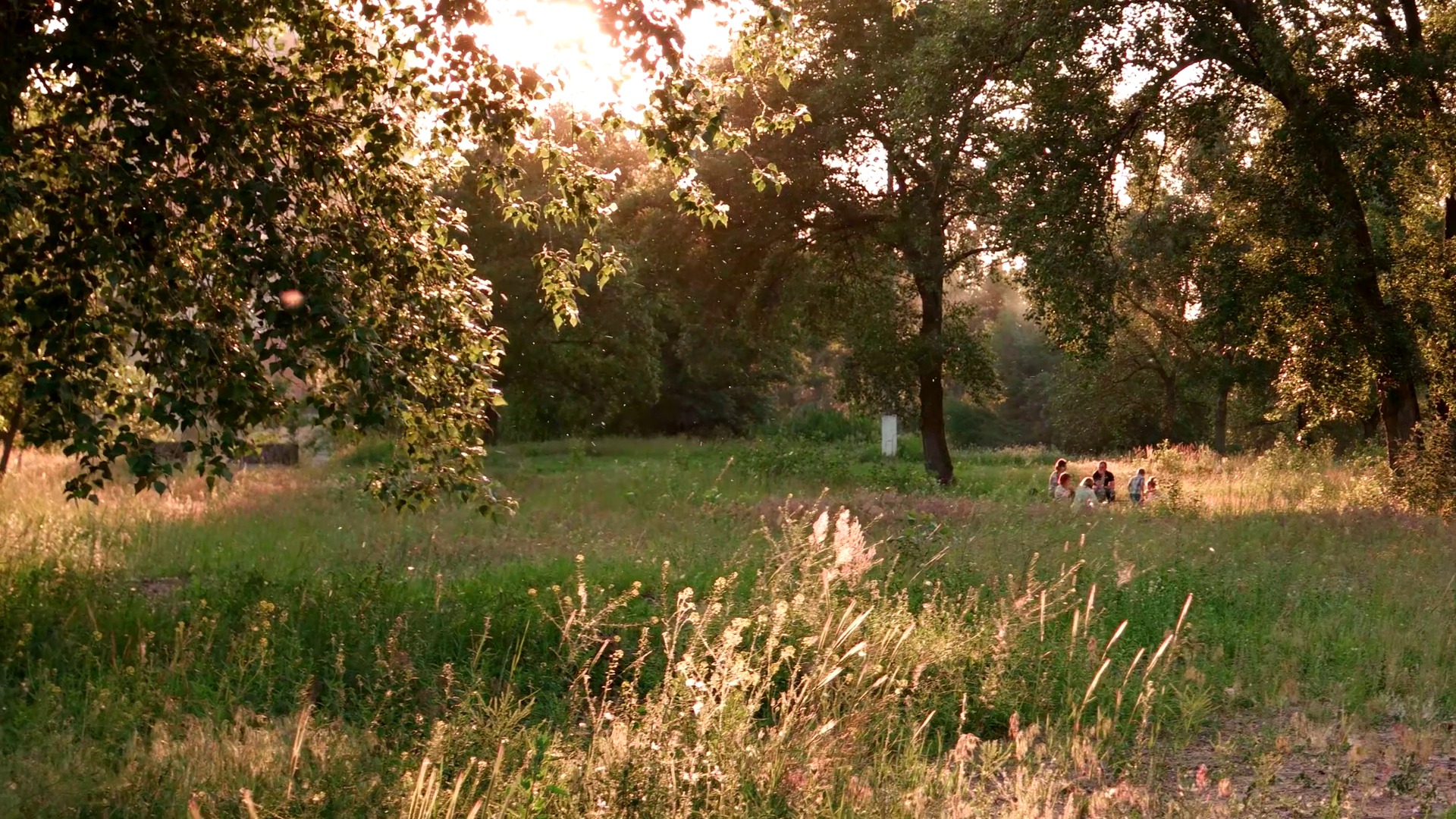 People Near Trees Nature Sunlight Family Stock Footage SBV-318328006 ...