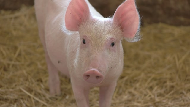 Pig Species Stock Footage: Royalty-Free Video Clips - Storyblocks