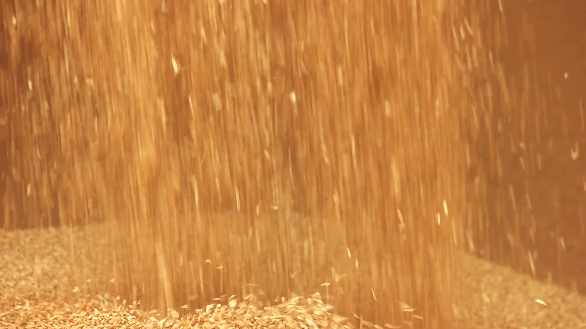 Pouring Corn Grain Harvest Close Up Falling Stock Footage SBV-325561215 ...