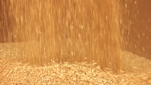 Wheat Heads Stock Footage: Royalty-Free Video Clips - Storyblocks
